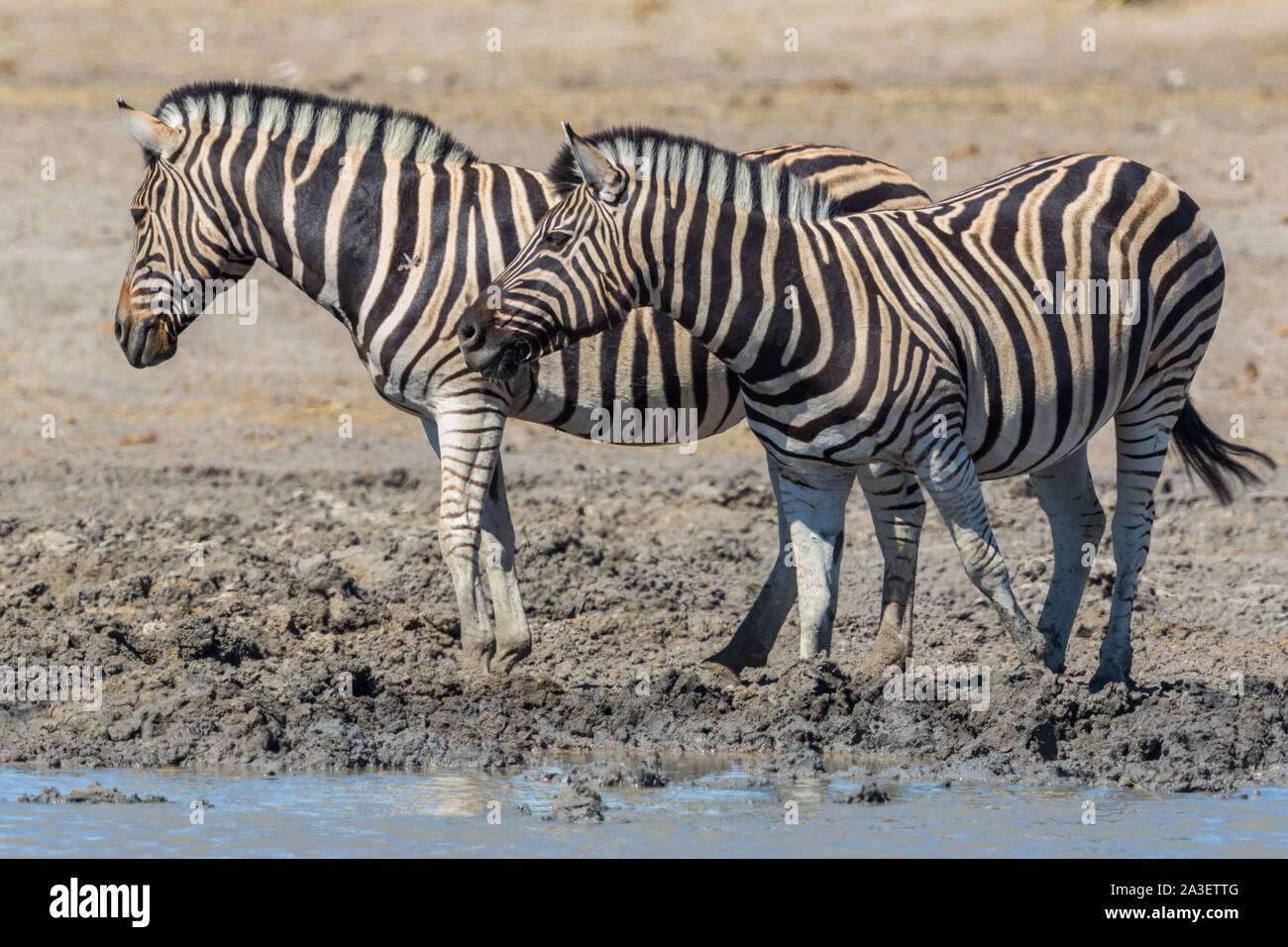 Hole wildlife hi-res stock photography and images - Alamy