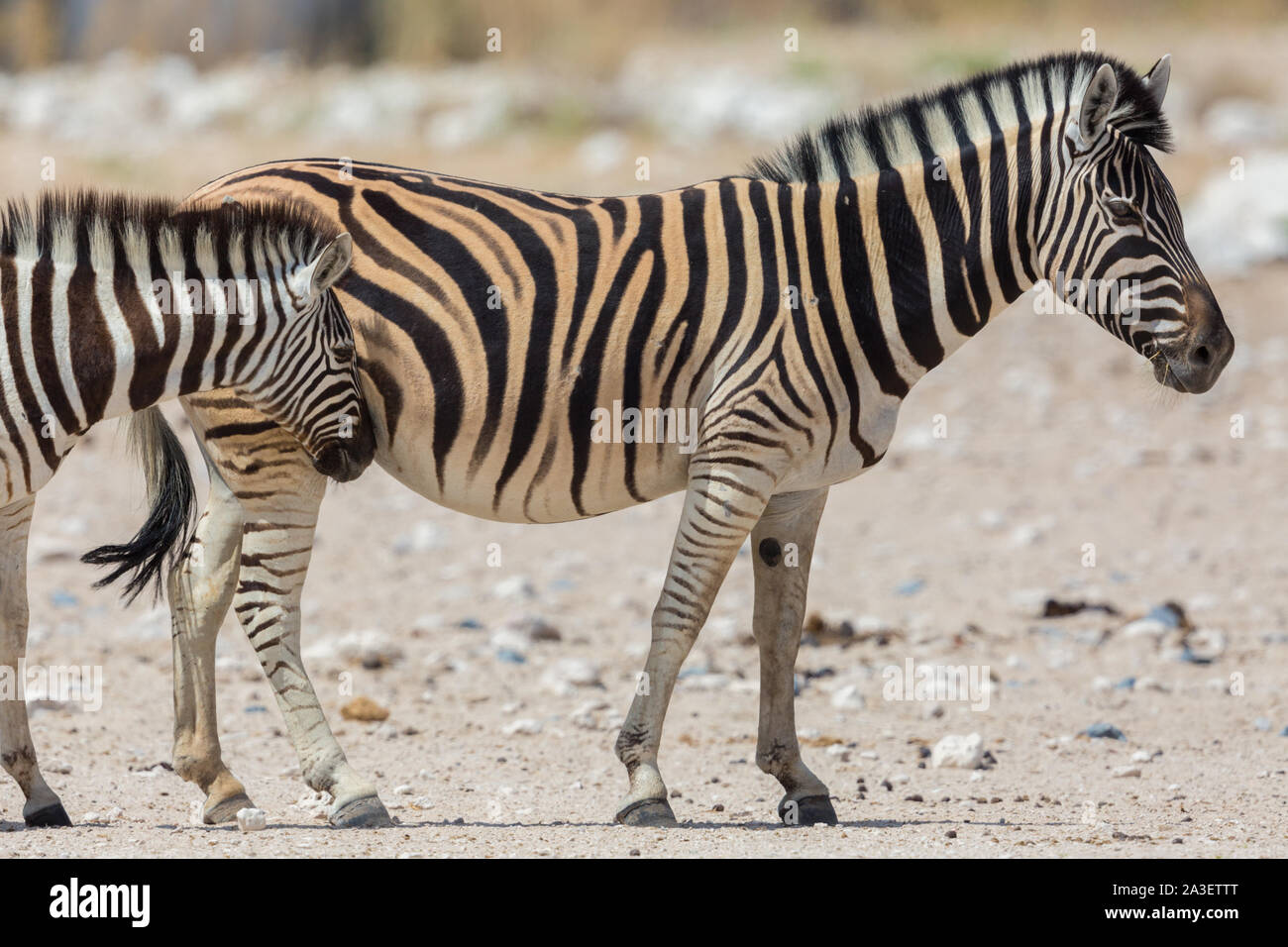 close-up two natural wildlife zebras walking on dry savanna ground ...