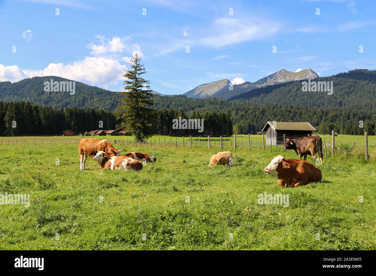 Cows on mountain meadows in the Austrian Alps Stock Photo - Alamy