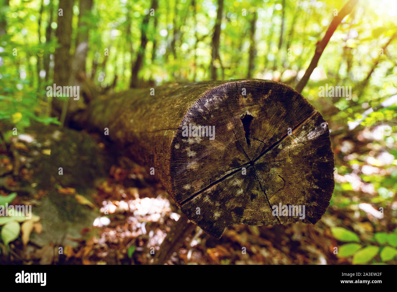 single sawn tree in the forest, showing the impact humans have on the ...