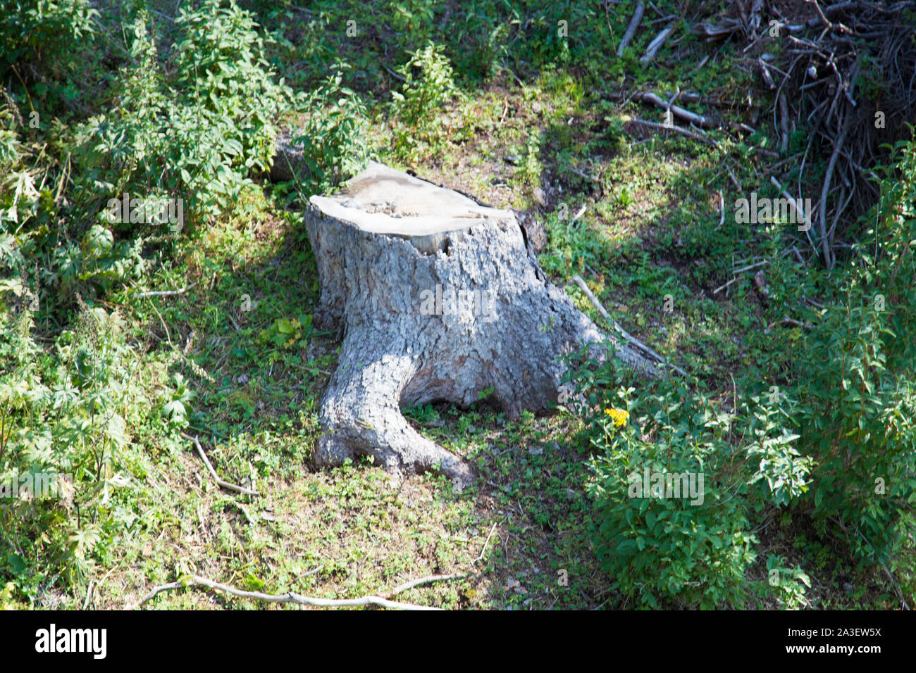 Dead tree stump on a hill hi-res stock photography and images - Alamy