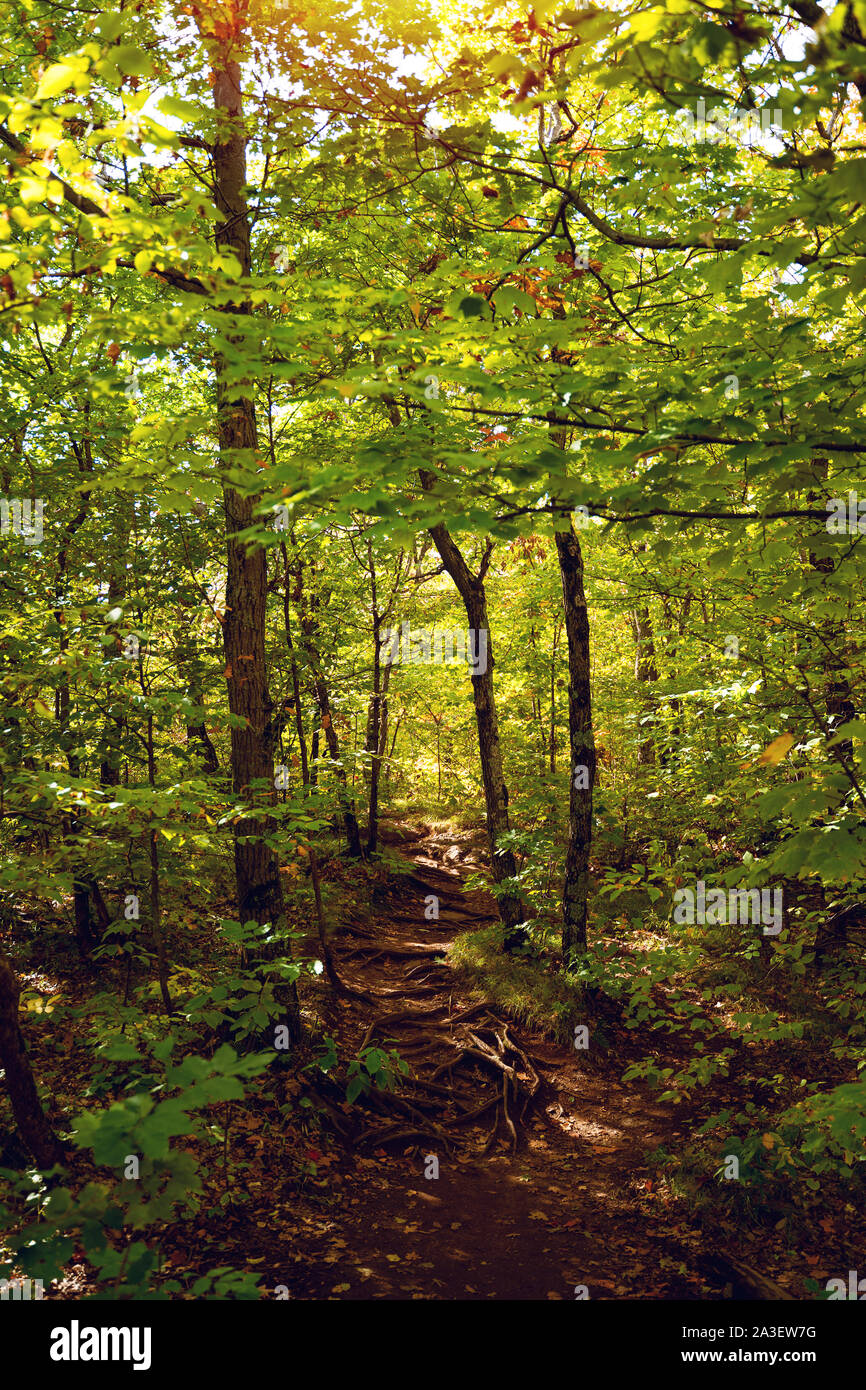 natural path in dark forest with ligtht coming from the top. Concepts ...