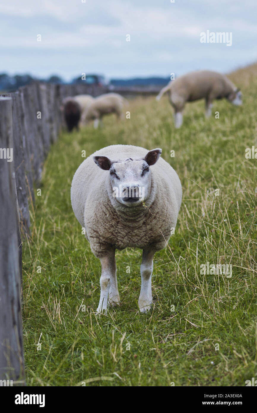 Heavily muscled sheep hi-res stock photography and images - Alamy