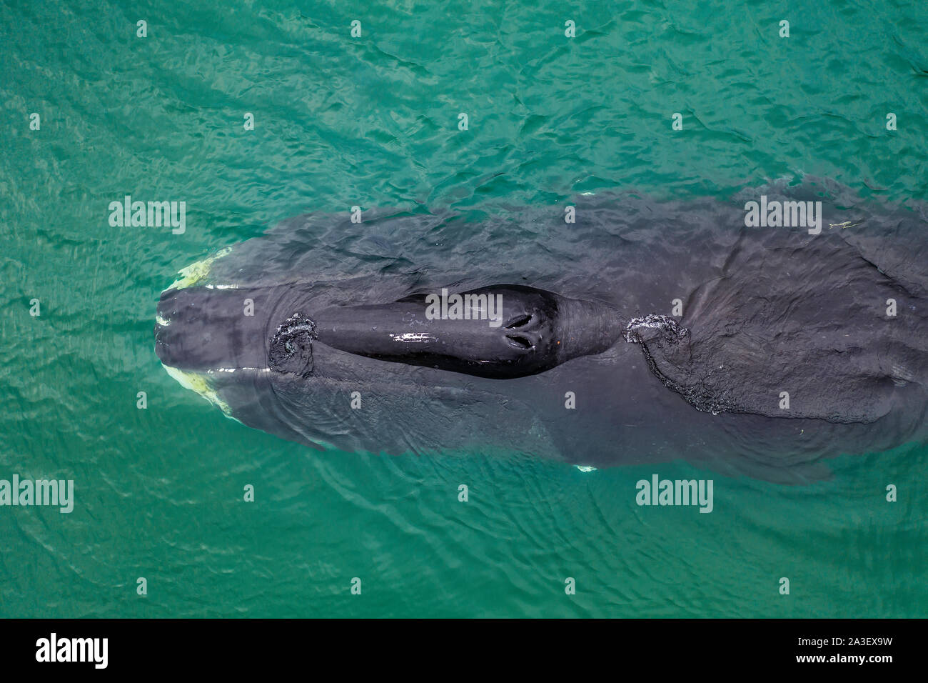 Bowhead whale, Shantar Islands, Russia Stock Photo - Alamy