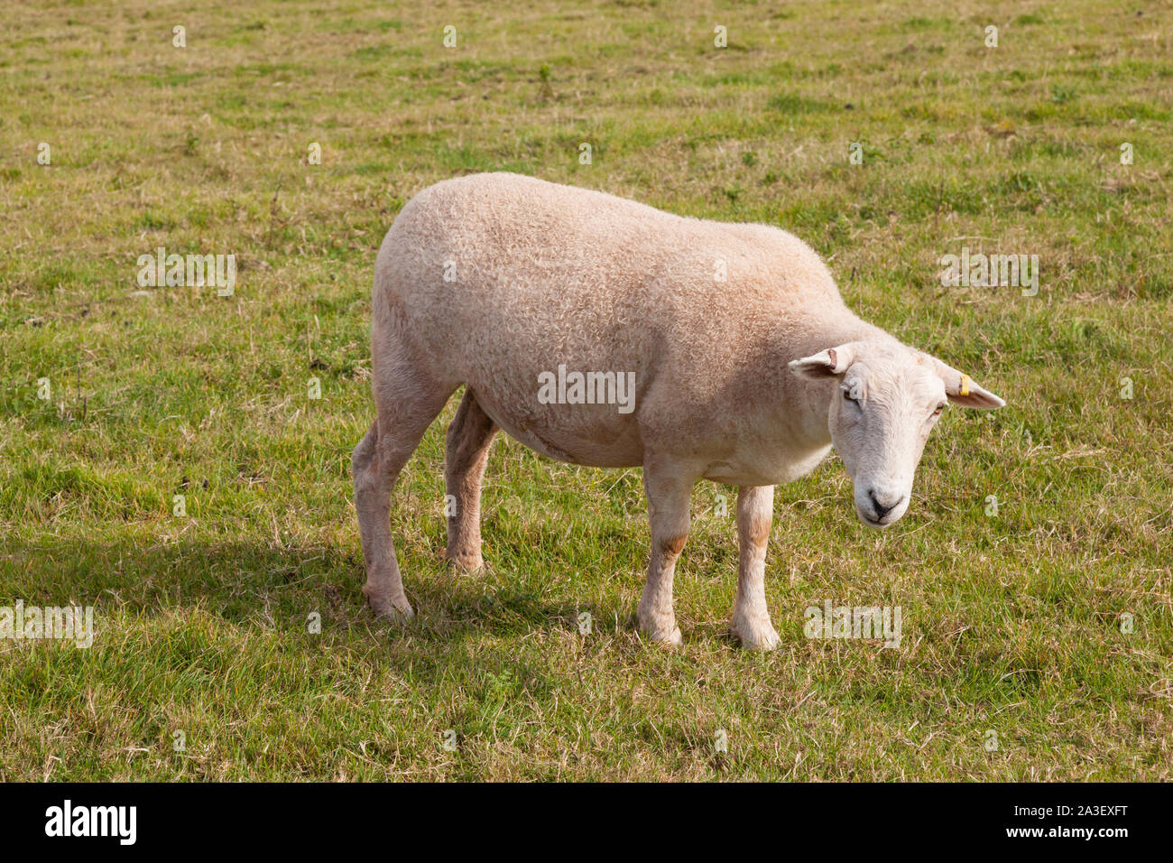 Barton farm devon hi-res stock photography and images - Alamy