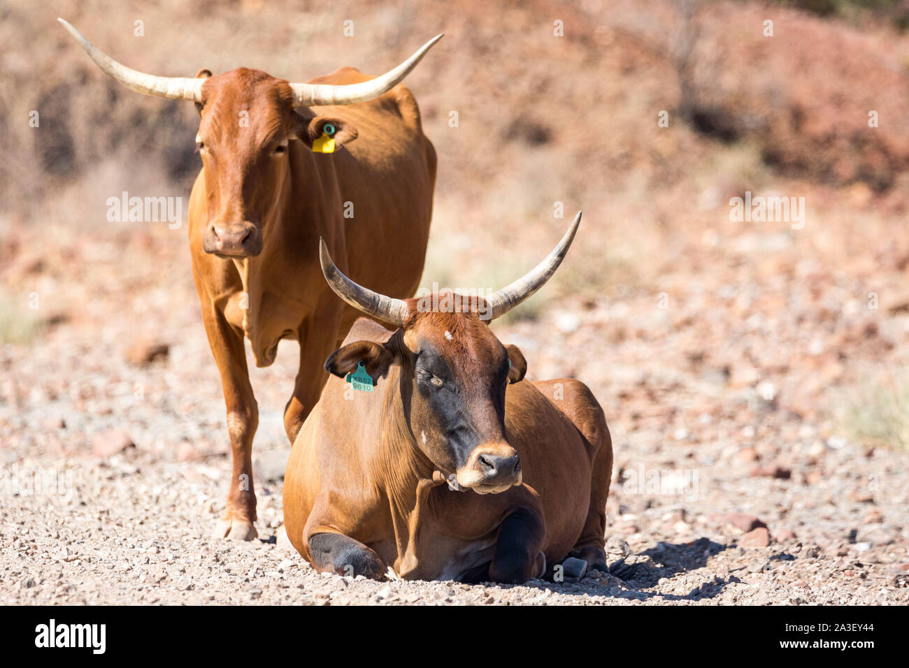 Two brown cows with long horns sitting and waiting in a barren ...