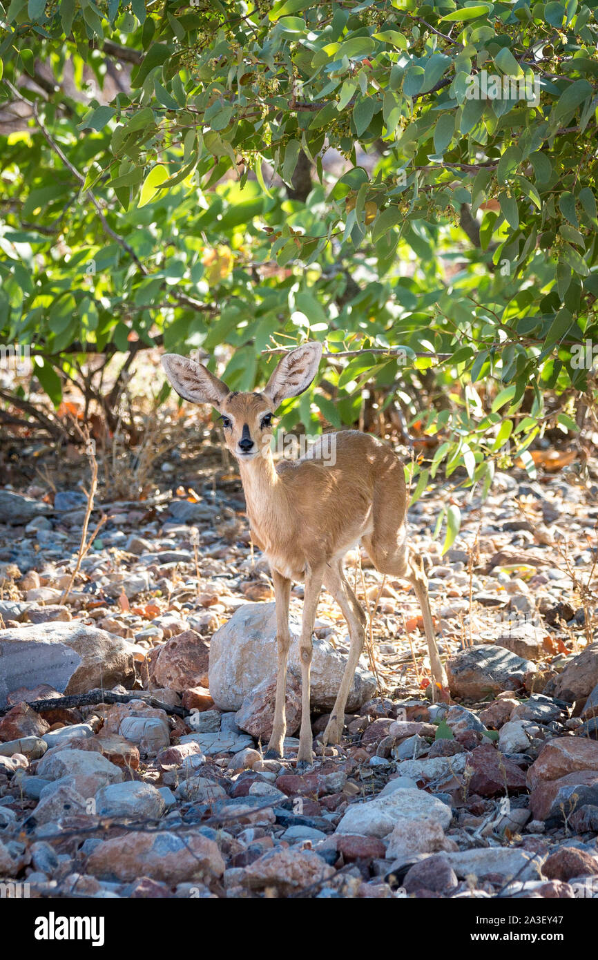Endangered tree hi-res stock photography and images - Alamy