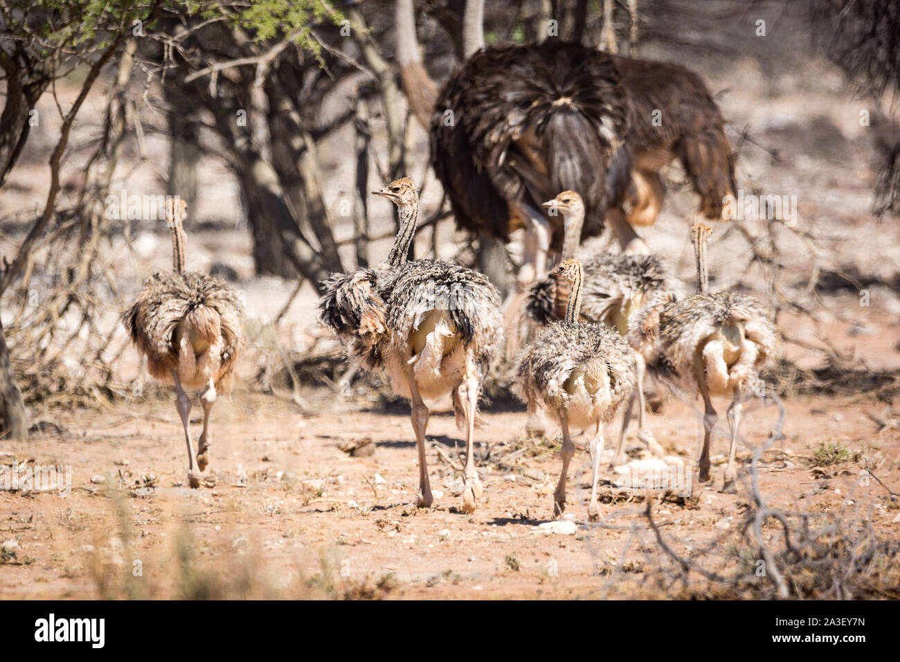An ostrich family with their offspring walking through a barren ...