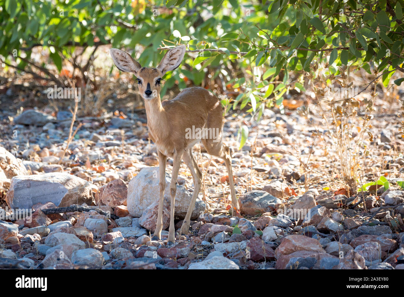 Steenbuck hi-res stock photography and images - Alamy