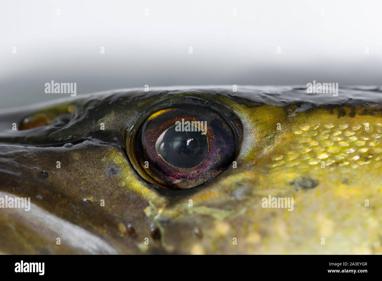 Fish Eye View Circular High Resolution Stock Photography and Images - Alamy