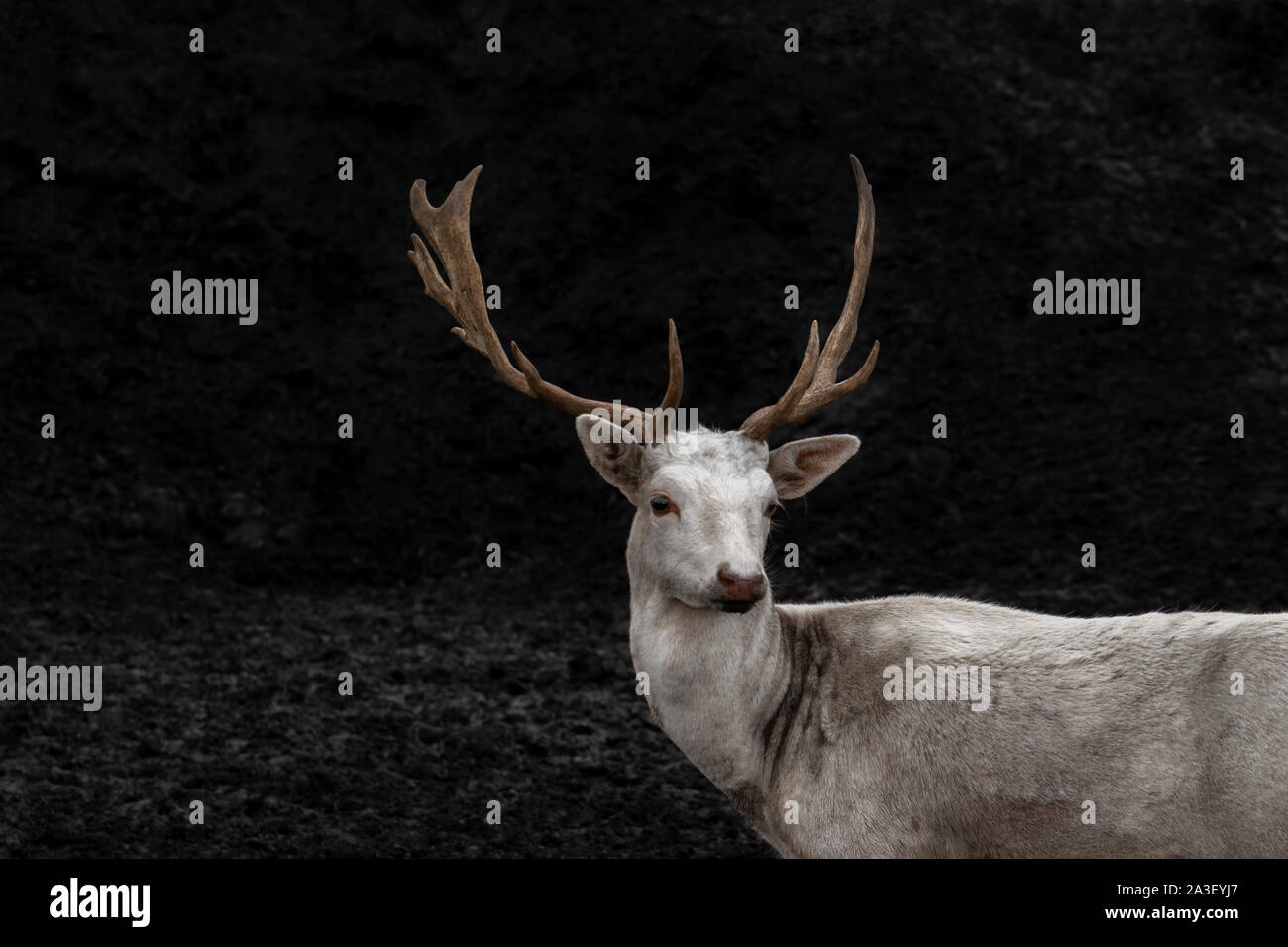 Dirty young deer big horns hi-res stock photography and images - Alamy