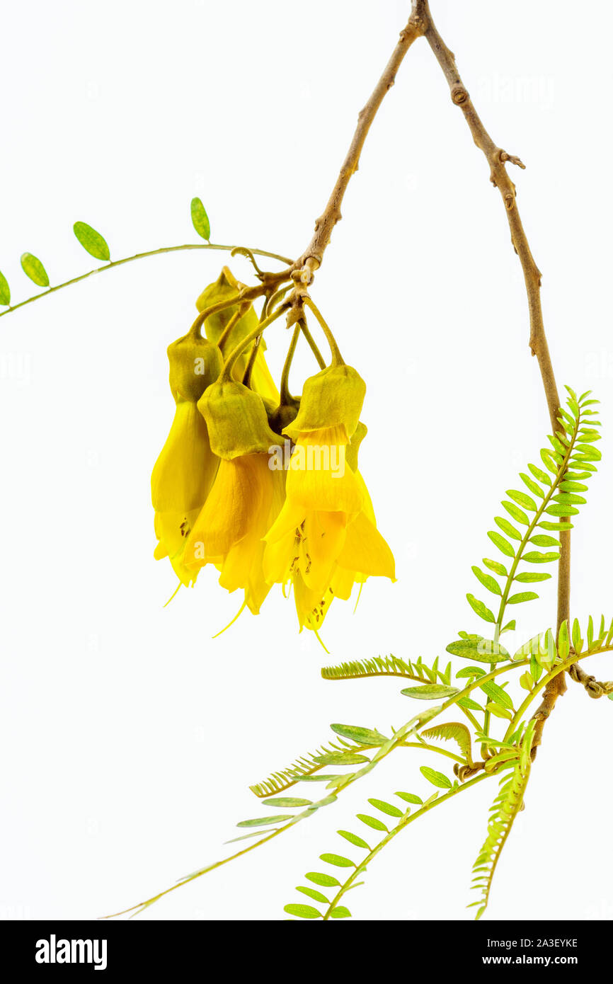 Close-up view of the spectacular yellow flowers of the New Zealand ...