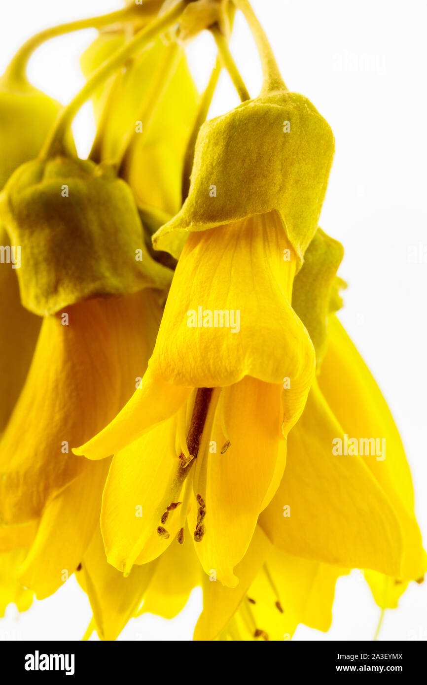 Close-up view of the spectacular yellow flowers of the New Zealand ...