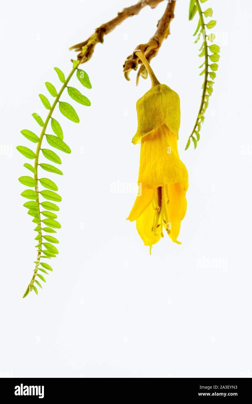 Close-up view of the spectacular yellow flowers of the New Zealand ...