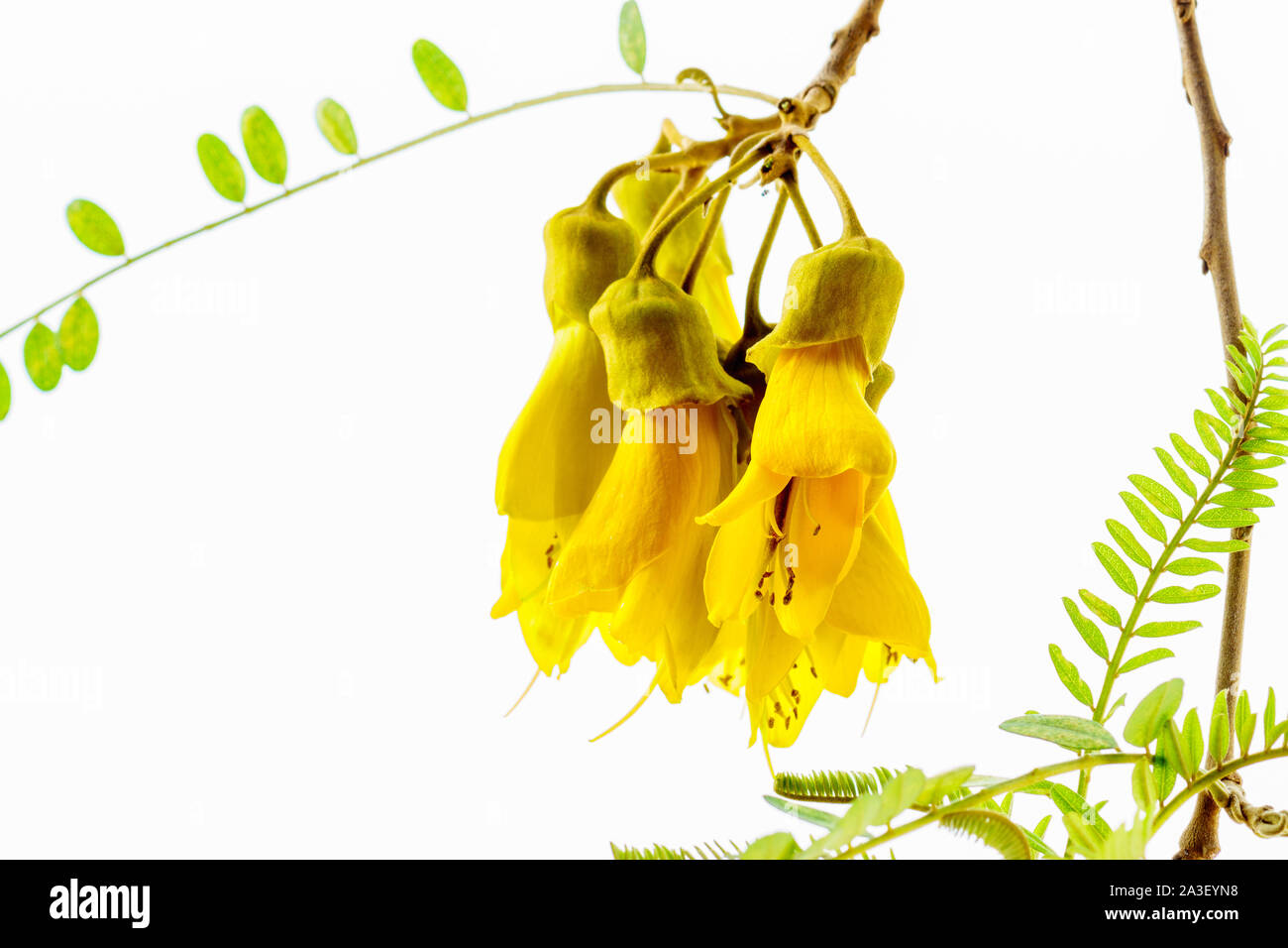 Close-up view of the spectacular yellow flowers of the New Zealand ...