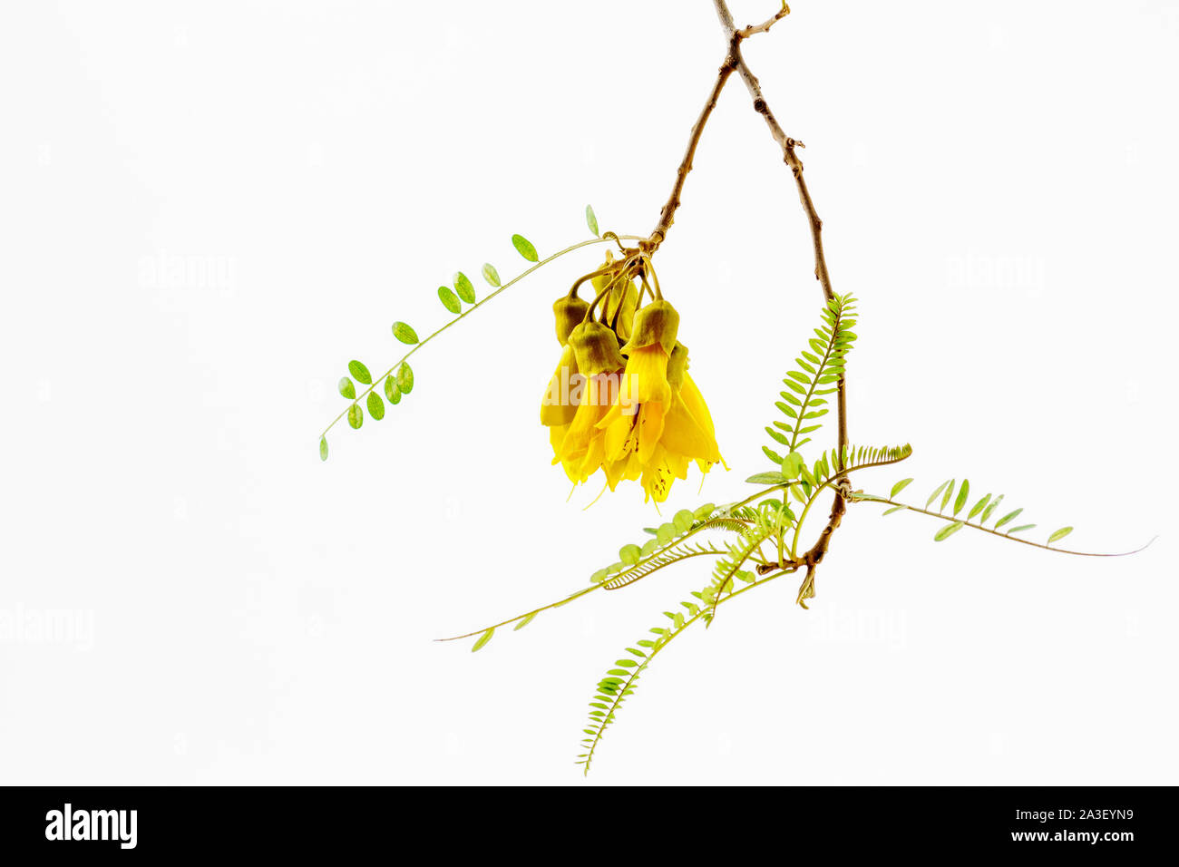 Close-up view of the spectacular yellow flowers of the New Zealand ...