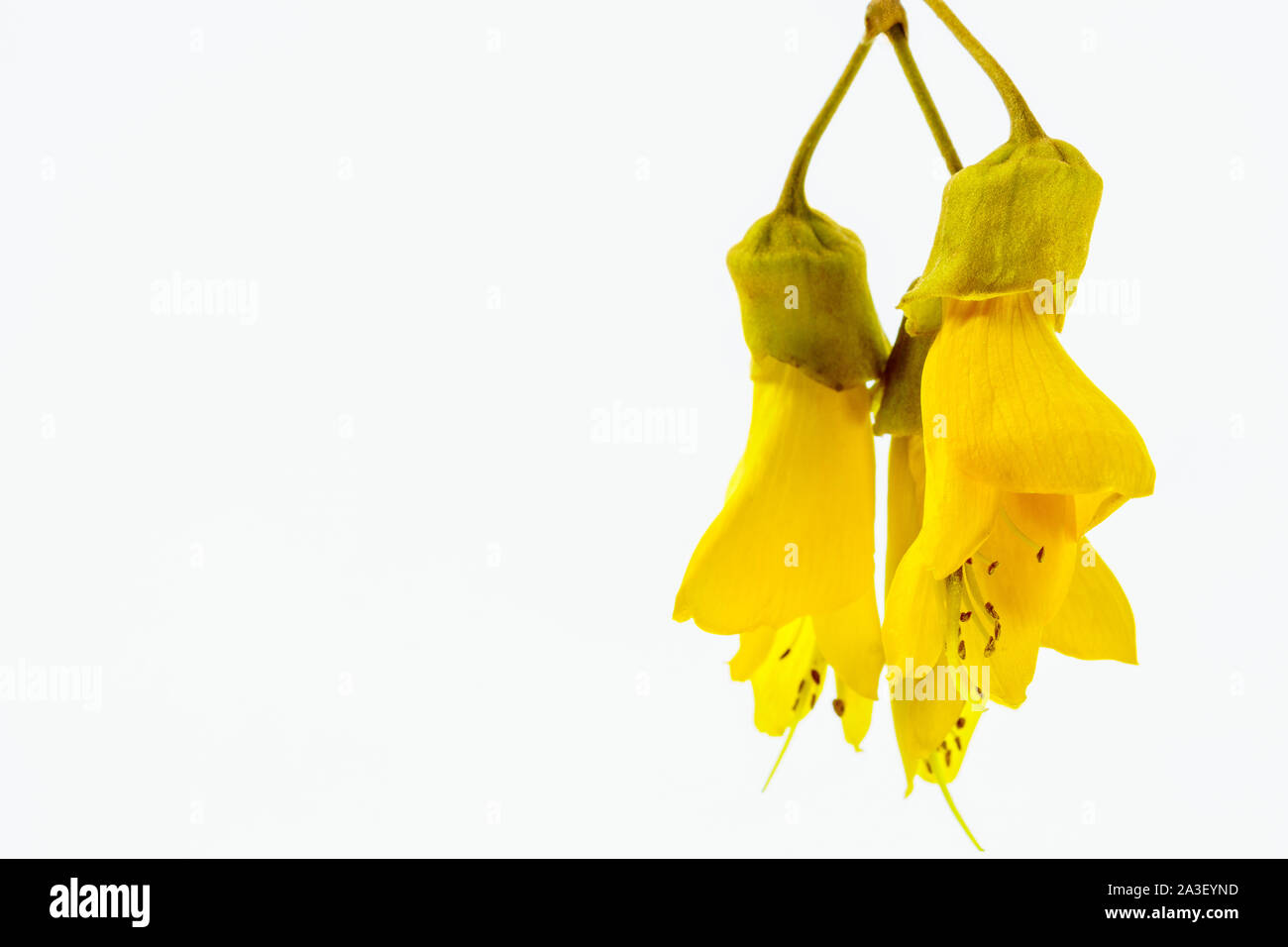 Close-up view of the spectacular yellow flowers of the New Zealand ...