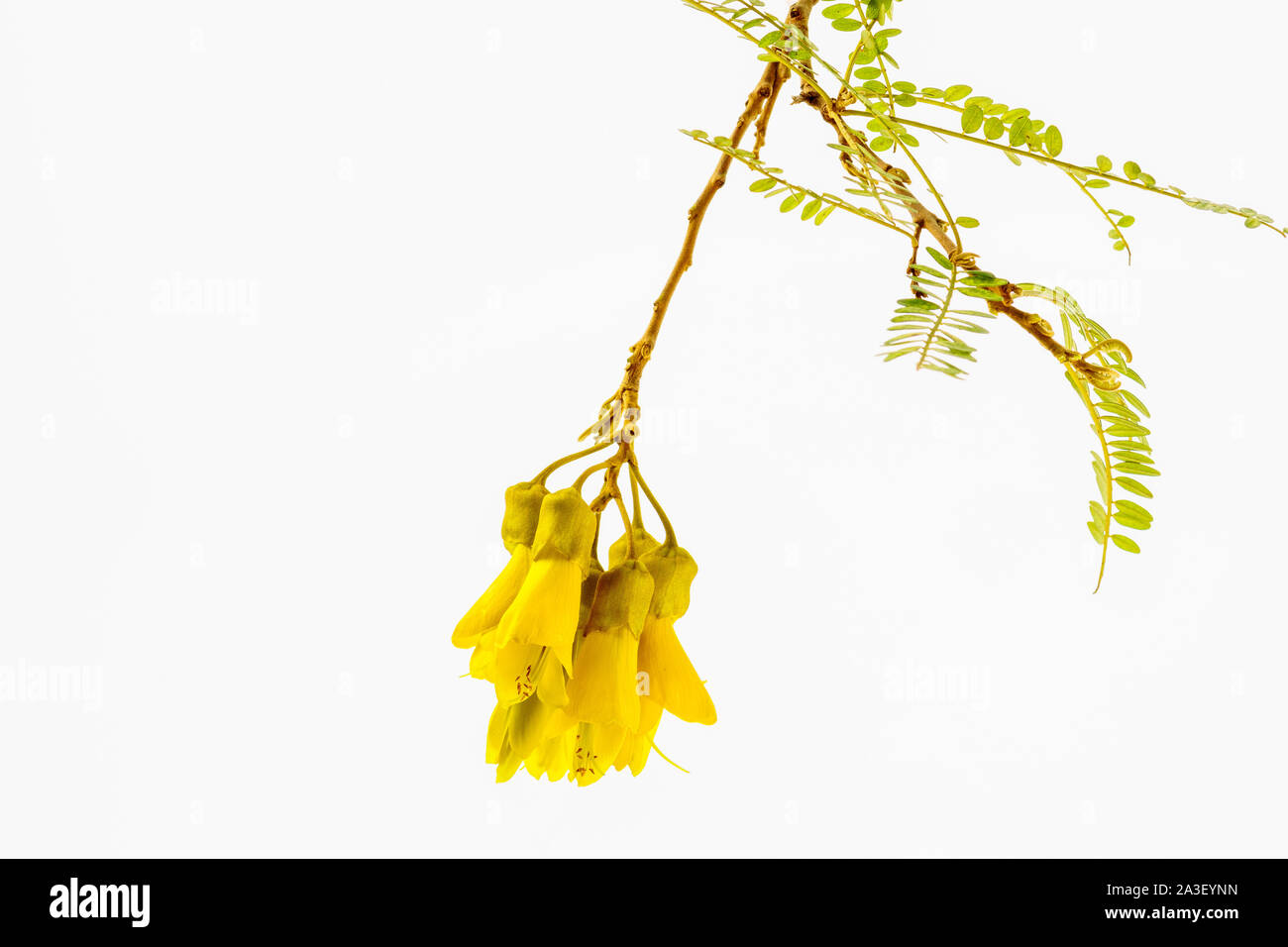 Close-up view of the spectacular yellow flowers of the New Zealand ...