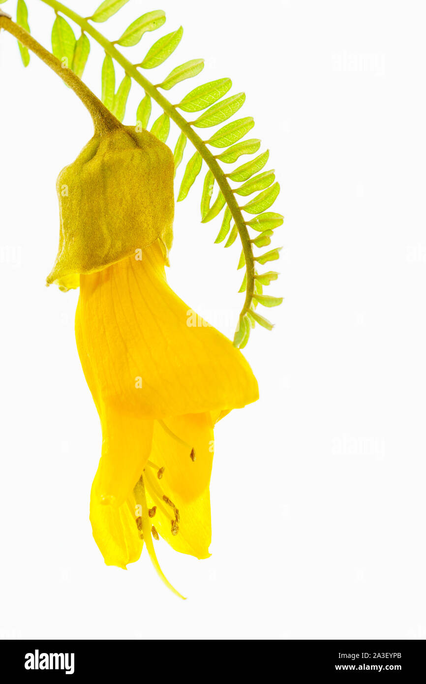 Close-up view of the spectacular yellow flowers of the New Zealand ...