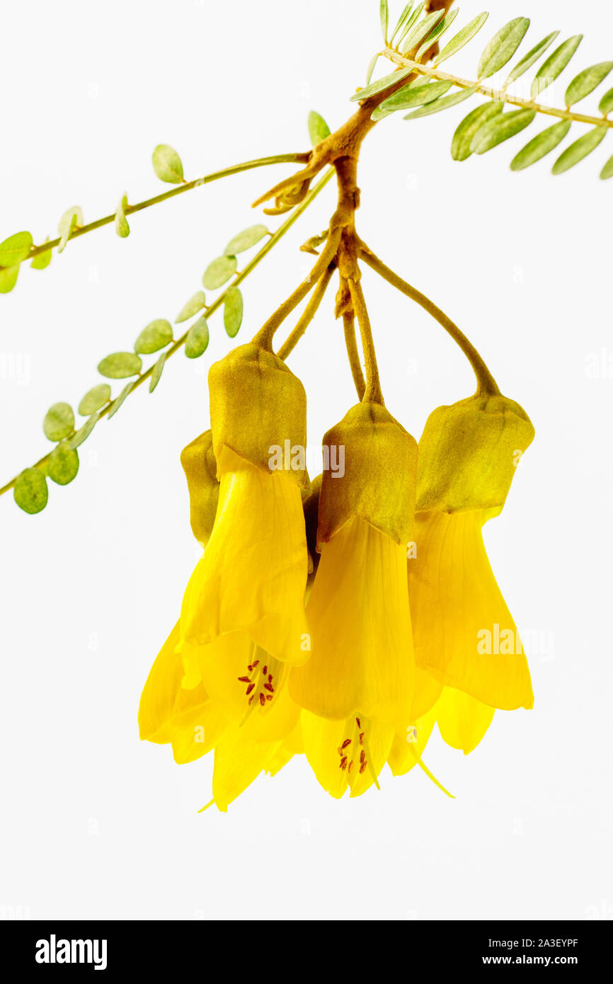 Close-up view of the spectacular yellow flowers of the New Zealand ...