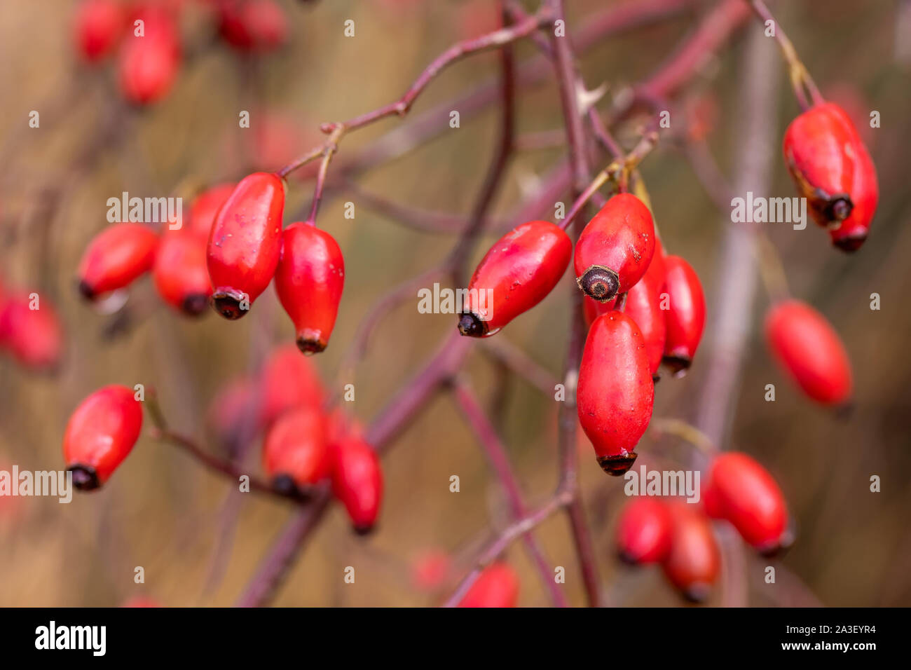 Briar, wild rose hip shrub in nature, autumn concept with fall color ...