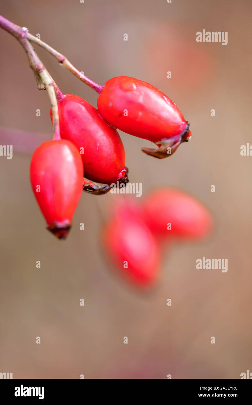 Briar, wild rose hip shrub in nature, autumn concept with fall color ...