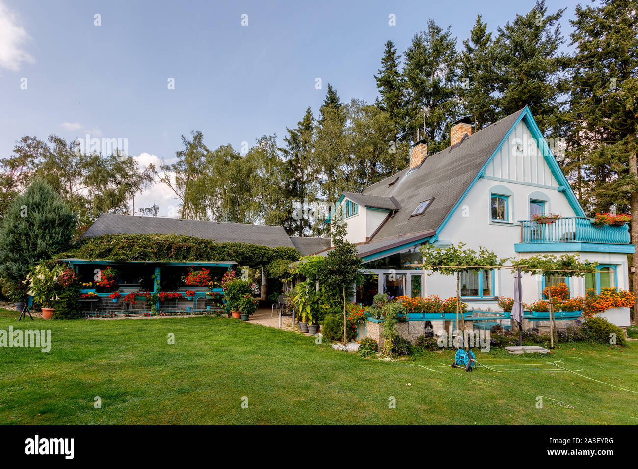 rural turquoise house situated in garden, with evergreen conifers ...