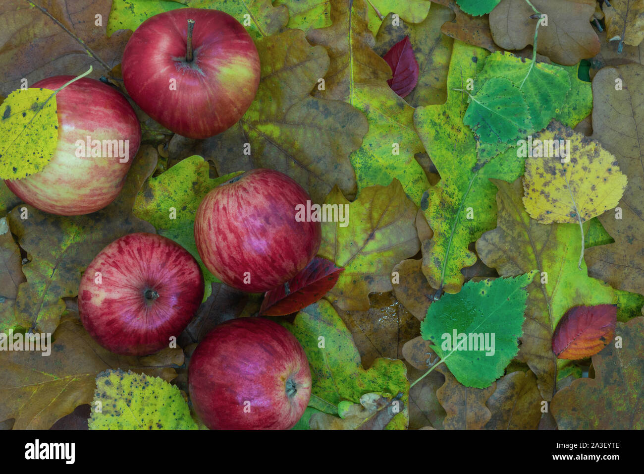 Autumn composition of red apples lying on various colorful wet autumn ...