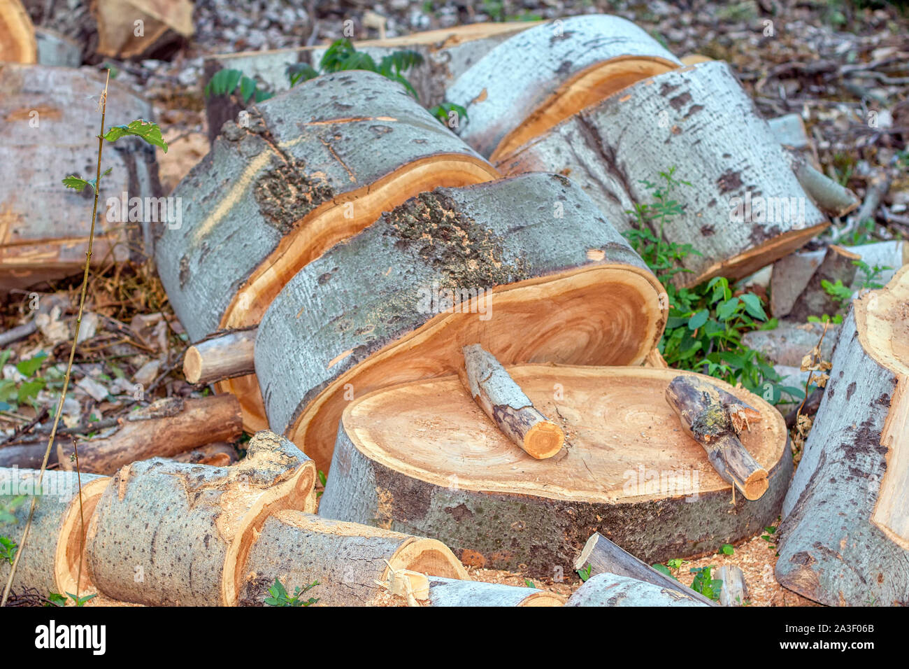 tree stump slices , timber industry Stock Photo - Alamy