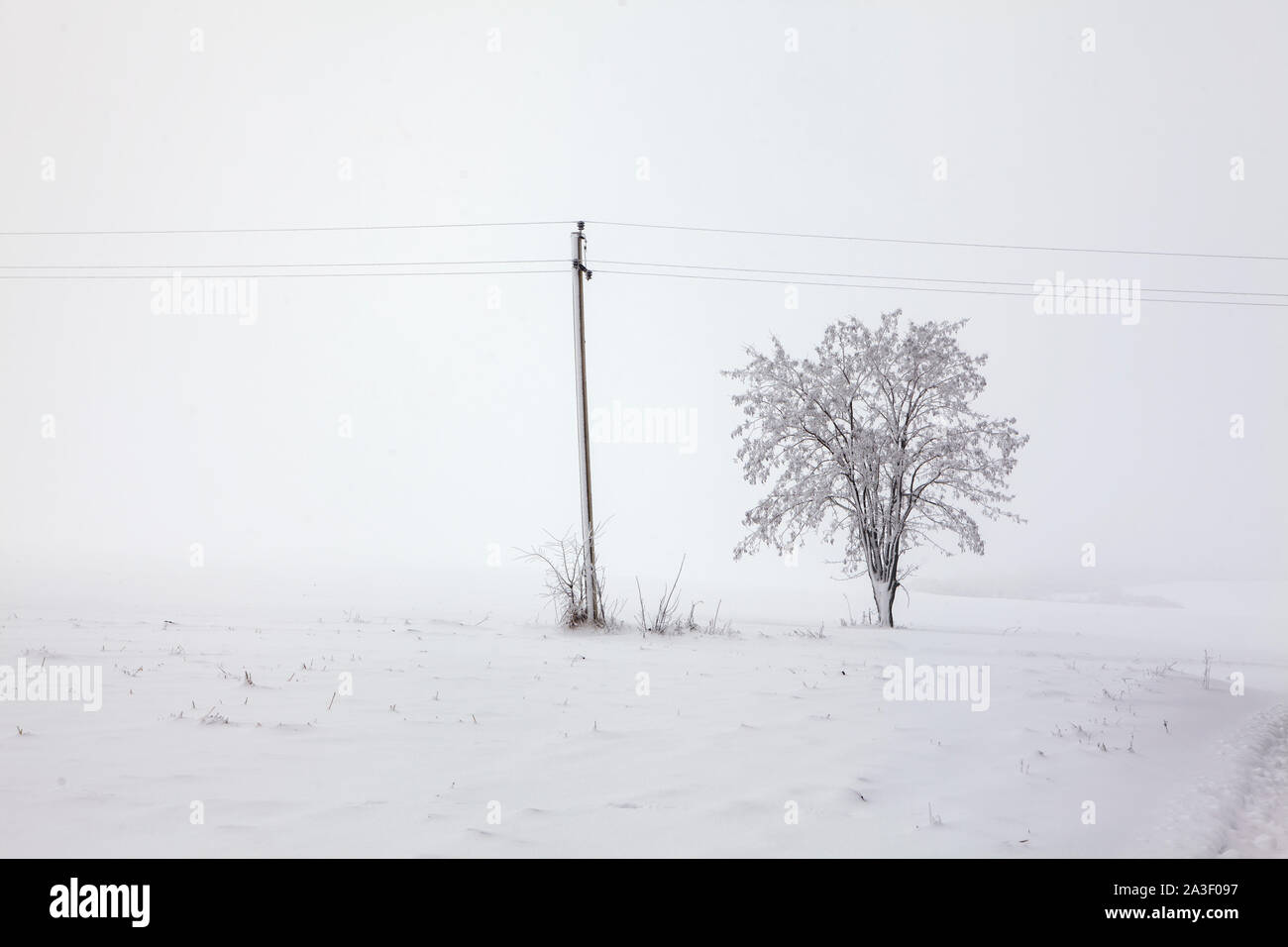 winter scenery with tree on snowy field Stock Photo - Alamy
