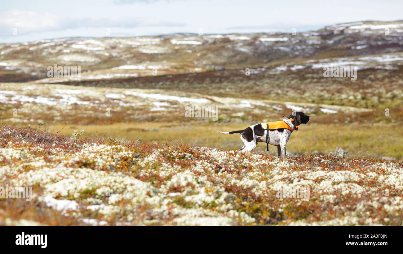 Dog english pointer with gps tracker hunting grouces in the mountains ...
