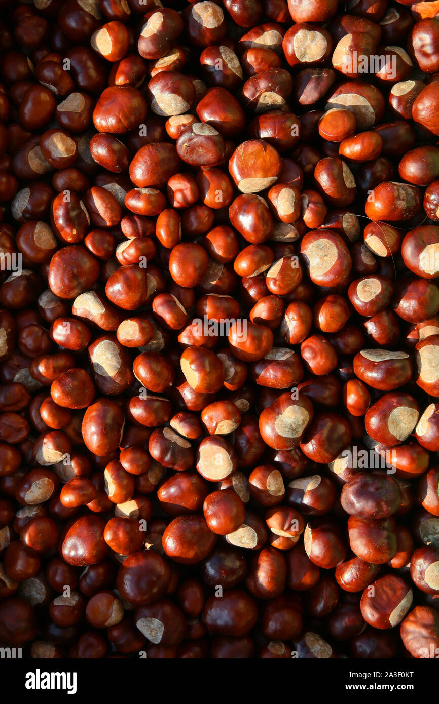 Chestnuts are a symbol of autumn and food for wild animals Stock Photo ...