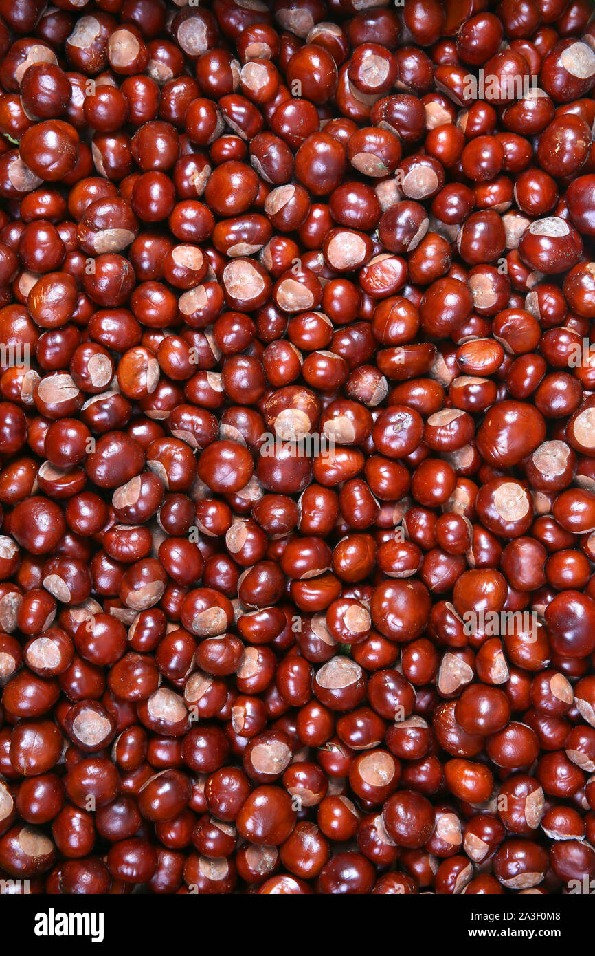 Chestnuts are a symbol of autumn and food for wild animals Stock Photo ...