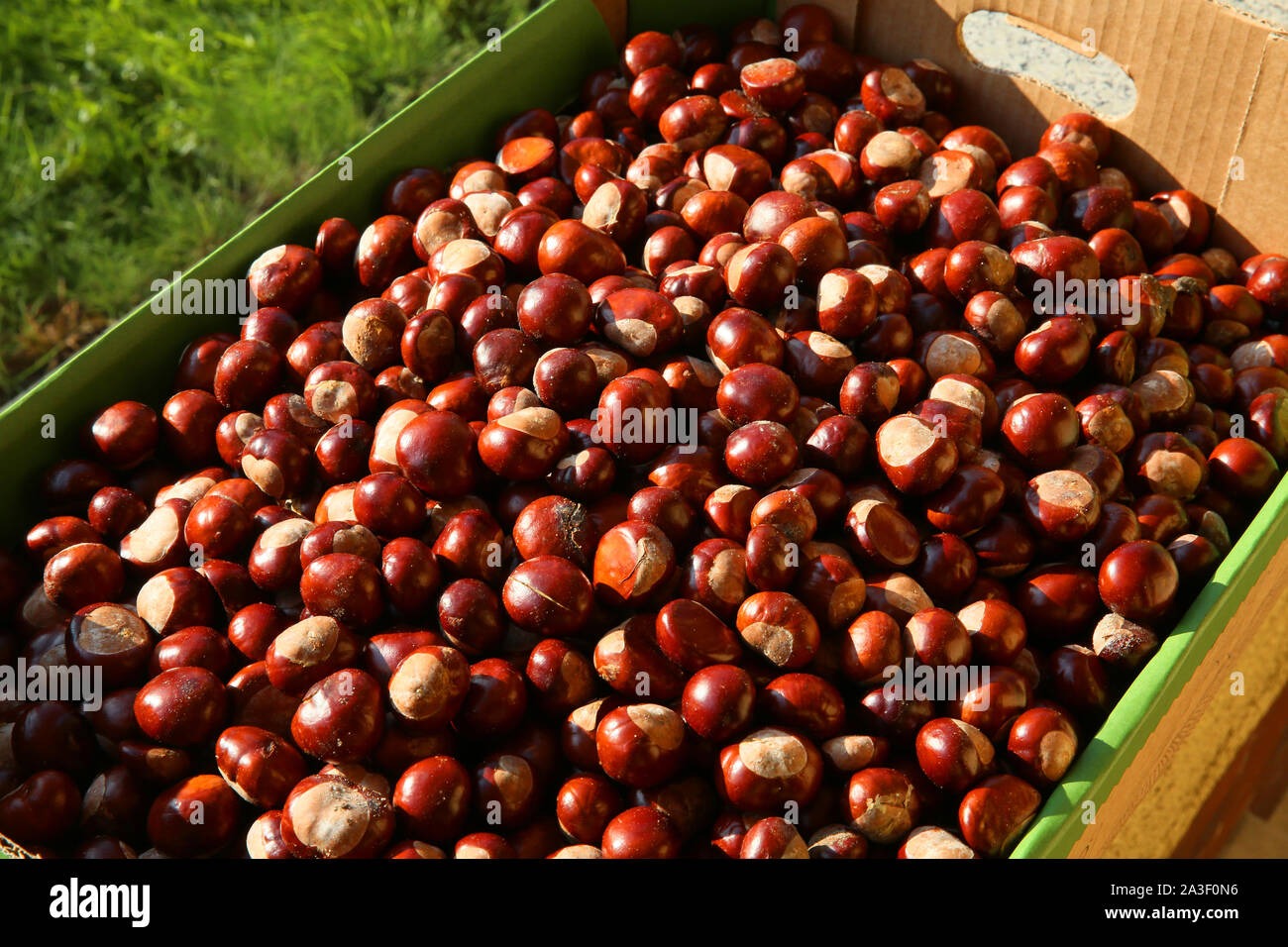 Chestnuts are a symbol of autumn and food for wild animals Stock Photo ...