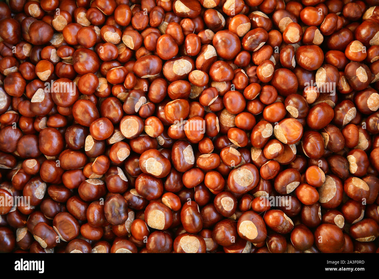 Chestnuts are a symbol of autumn and food for wild animals Stock Photo ...