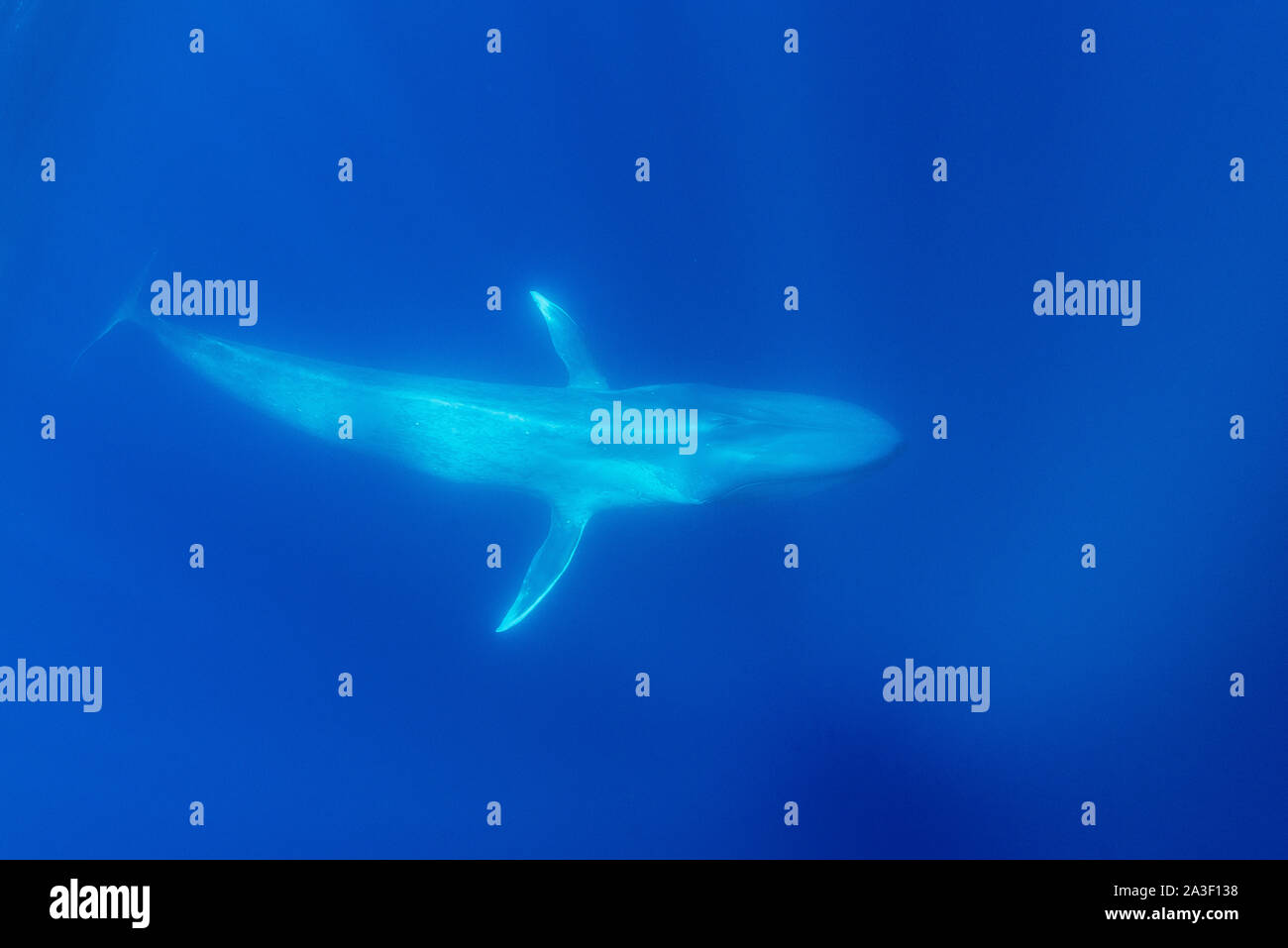 Blue whale, Balaenoptera musculus, underwater view, endangered species ...