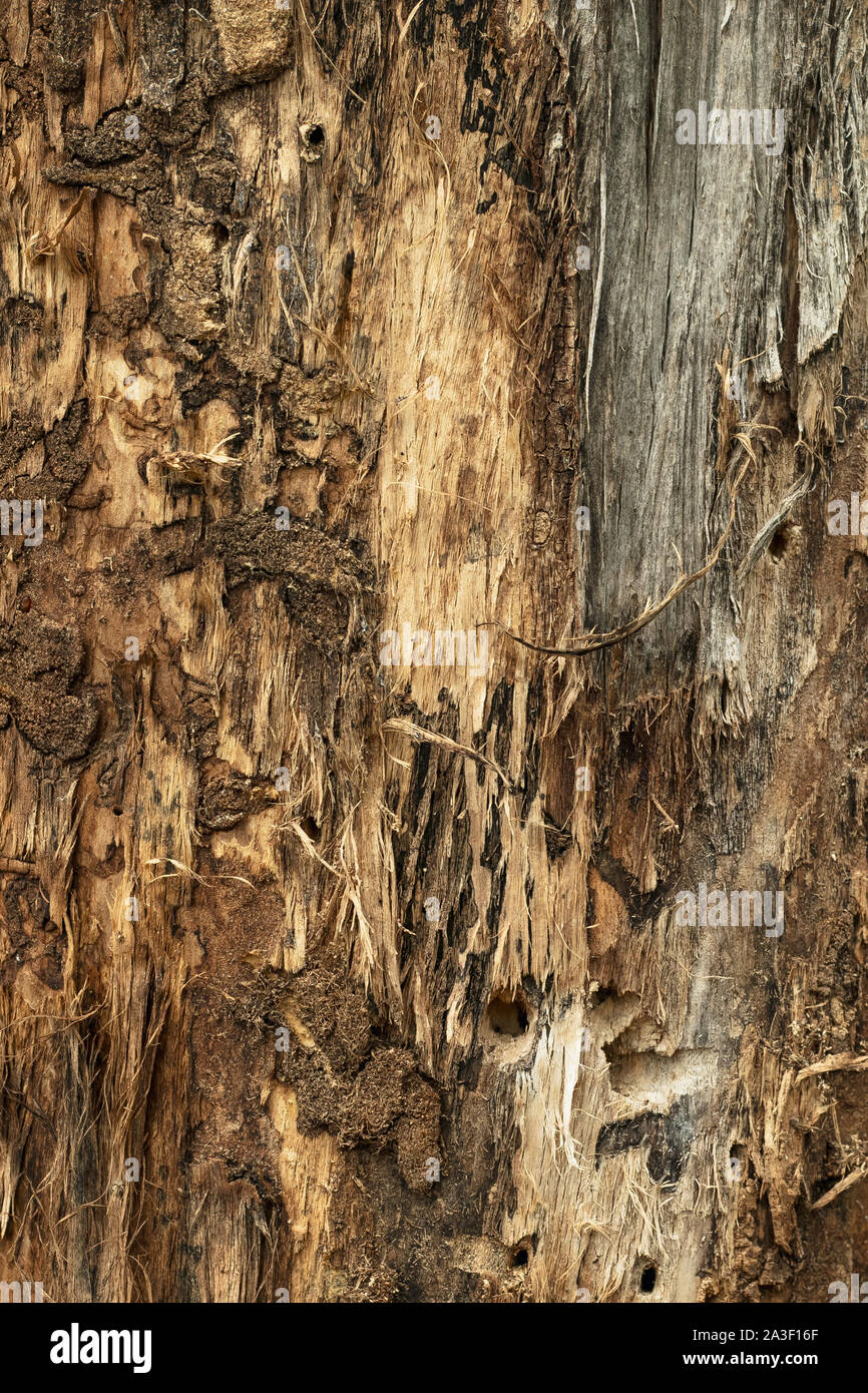 Rustic pattern with old wood of bark of a tree. Grunge wooden ...