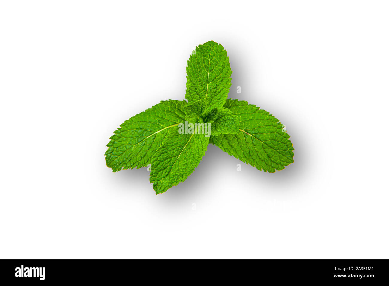 simple mint leaf shot on wood background. Simple mint leaf on white ...