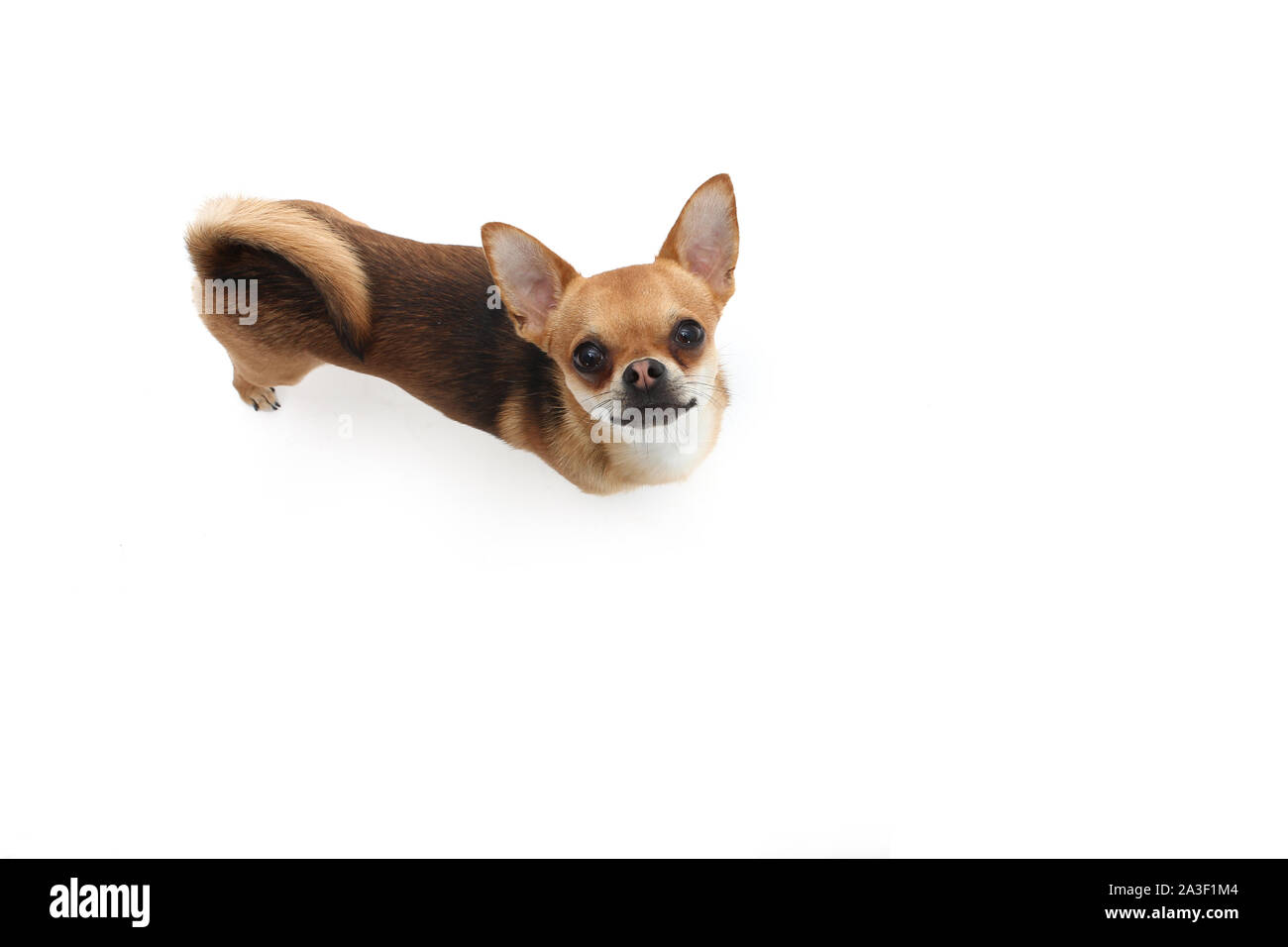 dog on white background playing and showing off his tricks in the ...