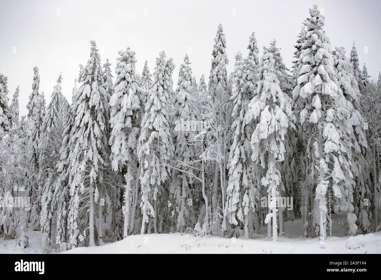 Picturesque and magic wintry scene of fir trees full of snow. Christmas ...