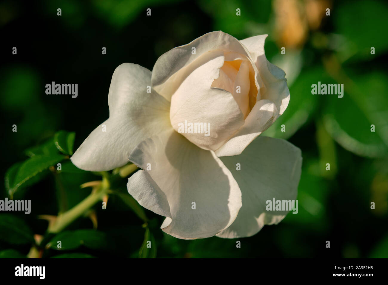 English rose flower hi-res stock photography and images - Alamy