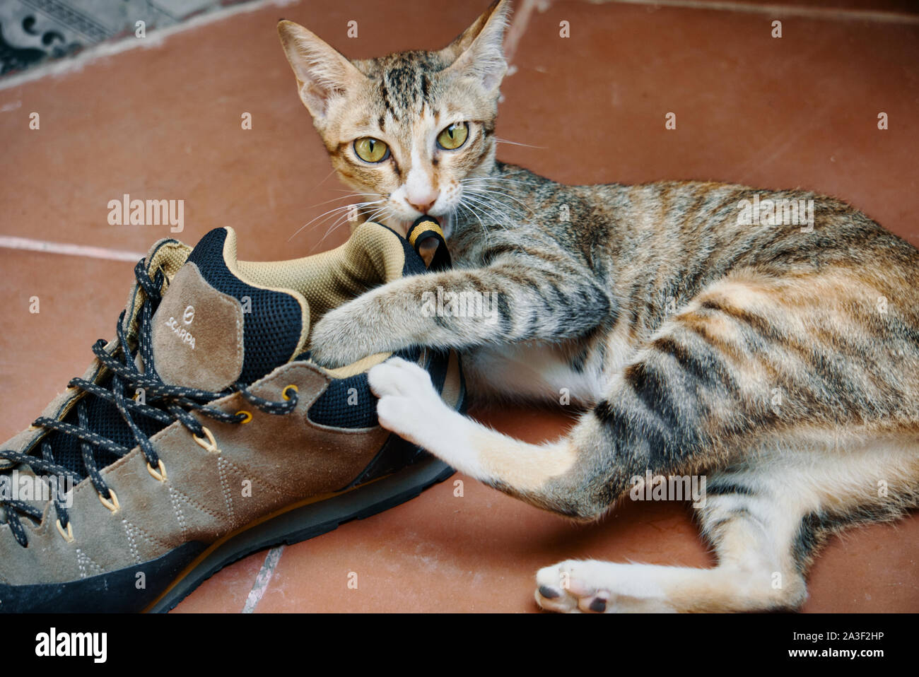 Cat playing in an old shoe, in Vietnam taken in or around Hoi An in ...