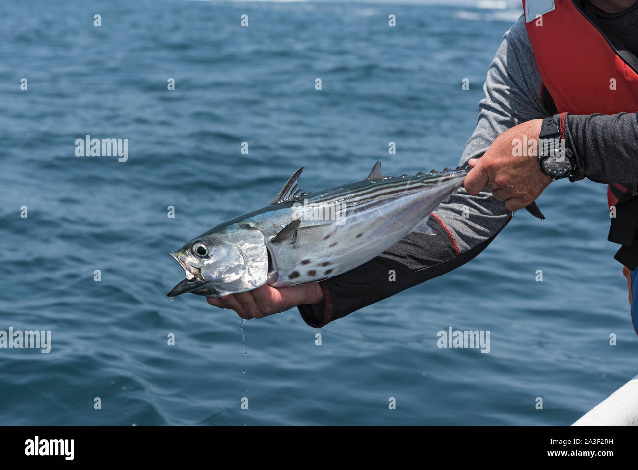 Tuna fishing boat hi-res stock photography and images - Alamy