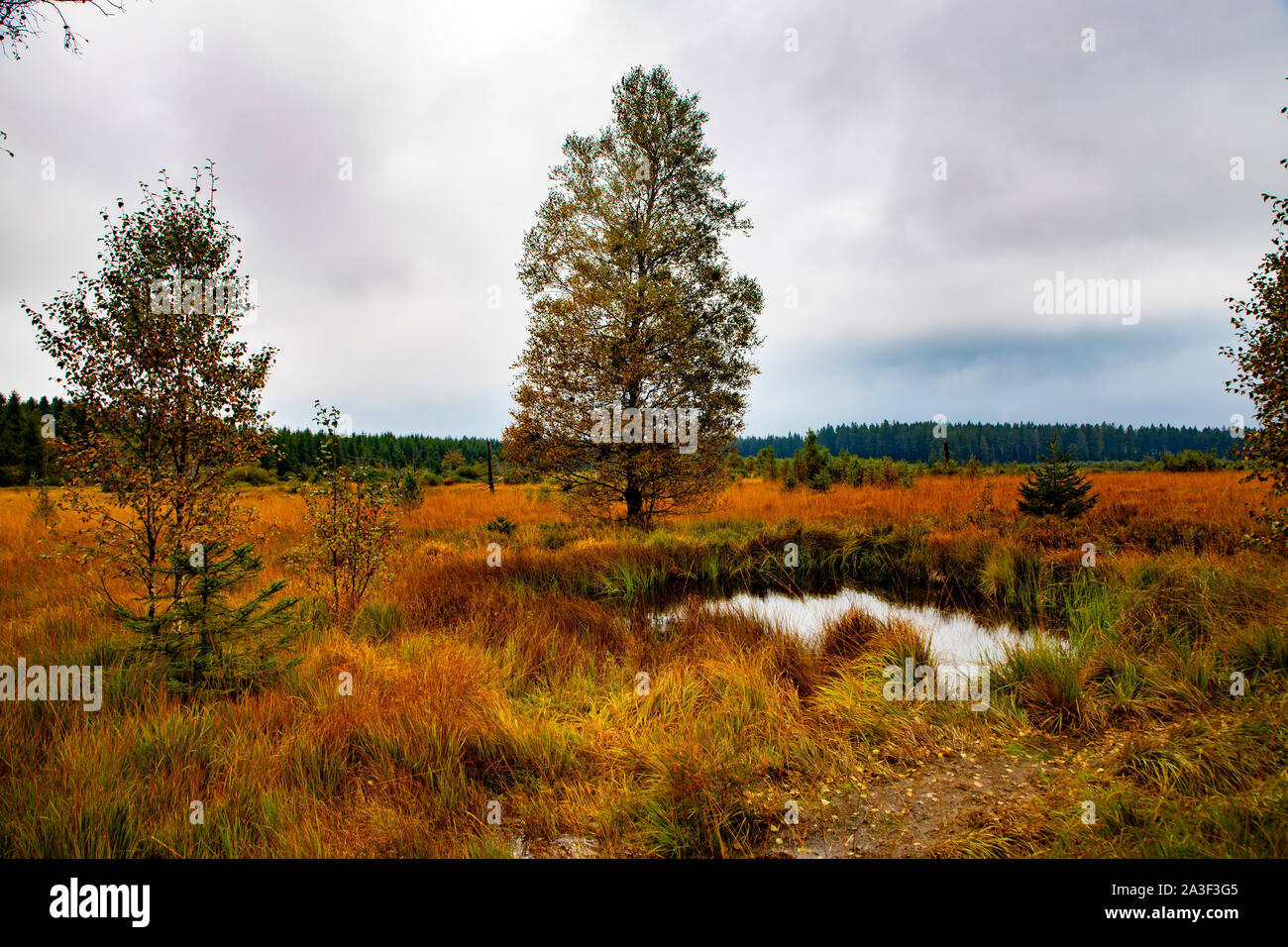 High Fens Eifel Nature Park Stock Photos & High Fens Eifel Nature Park ...