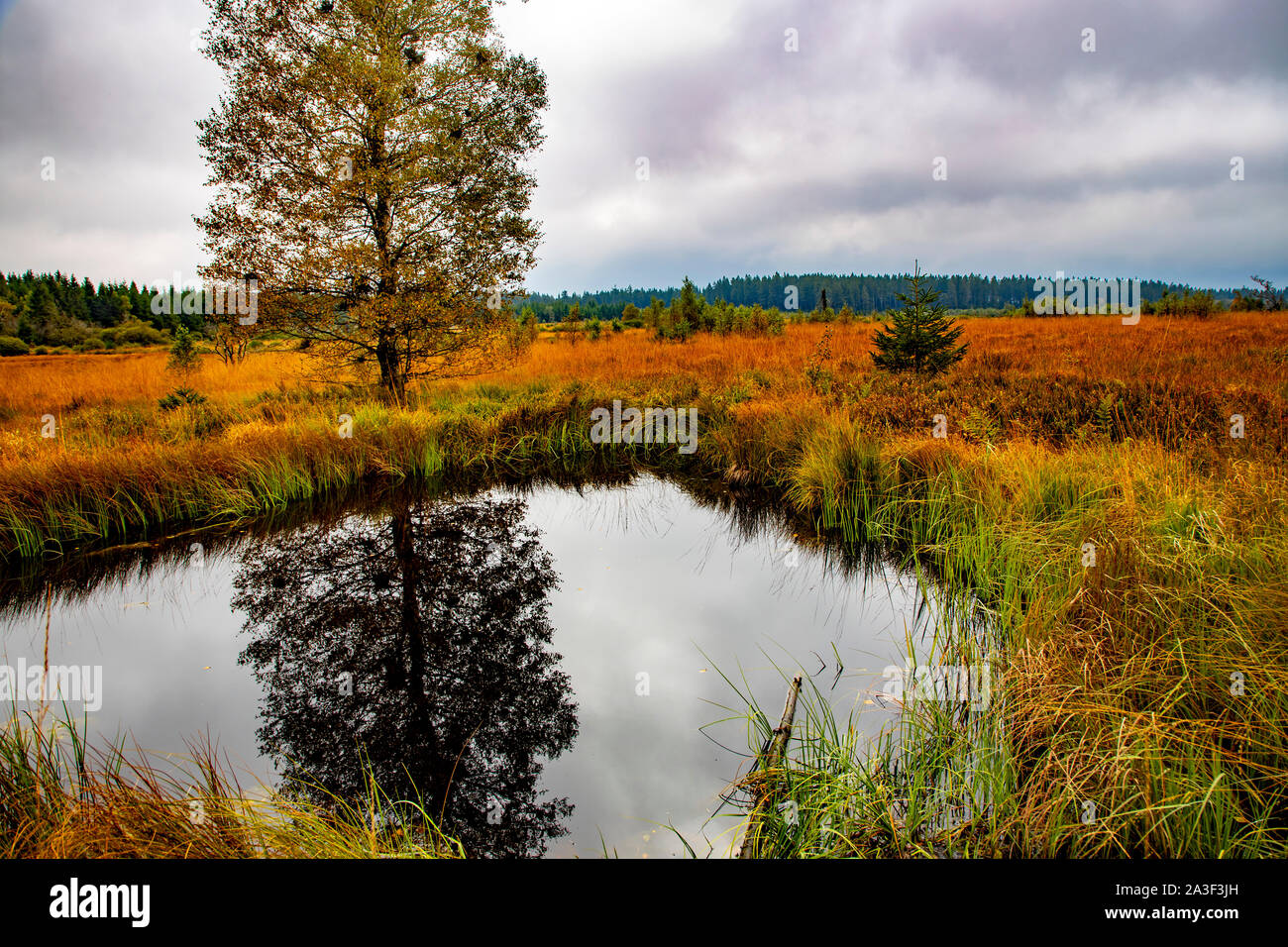 High Fens Eifel Nature Park, Wallonia, Belgium, west of Baraque Michel ...