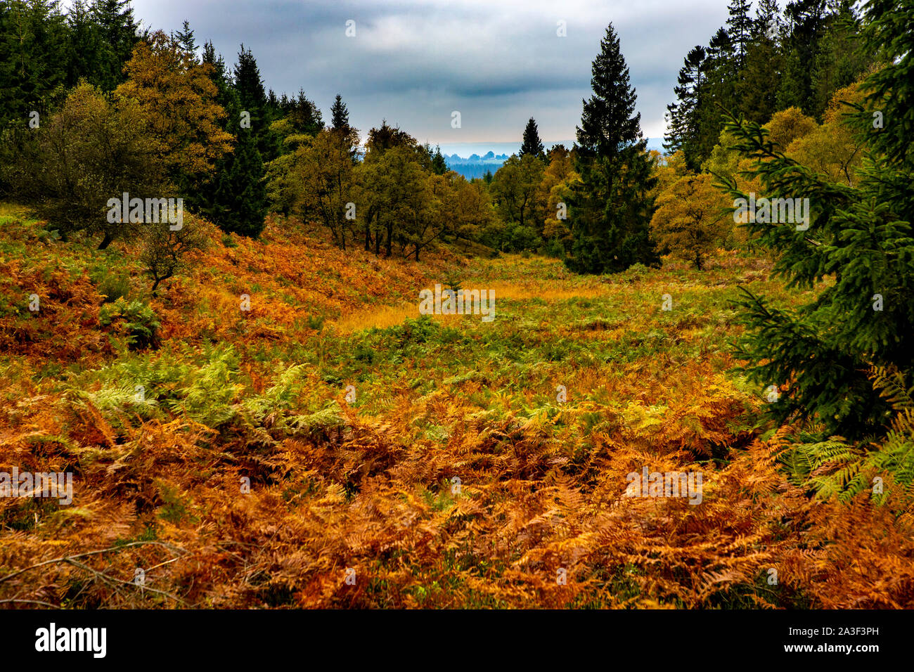 High Fens Eifel Nature Park, Wallonia, Belgium, west of Baraque Michel ...