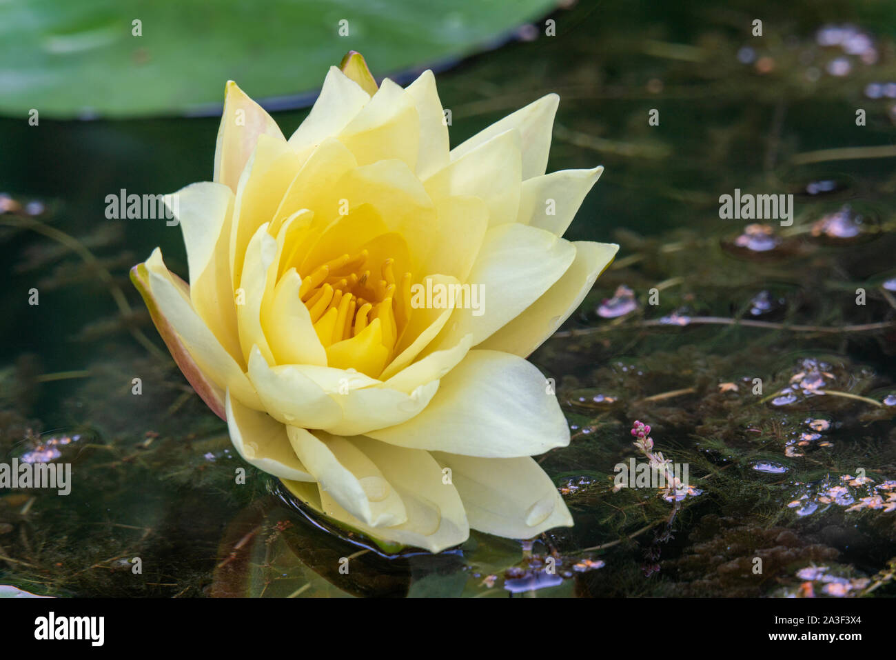 Yellow water lily (nymphaea) blooming in a lake with details of anthers ...