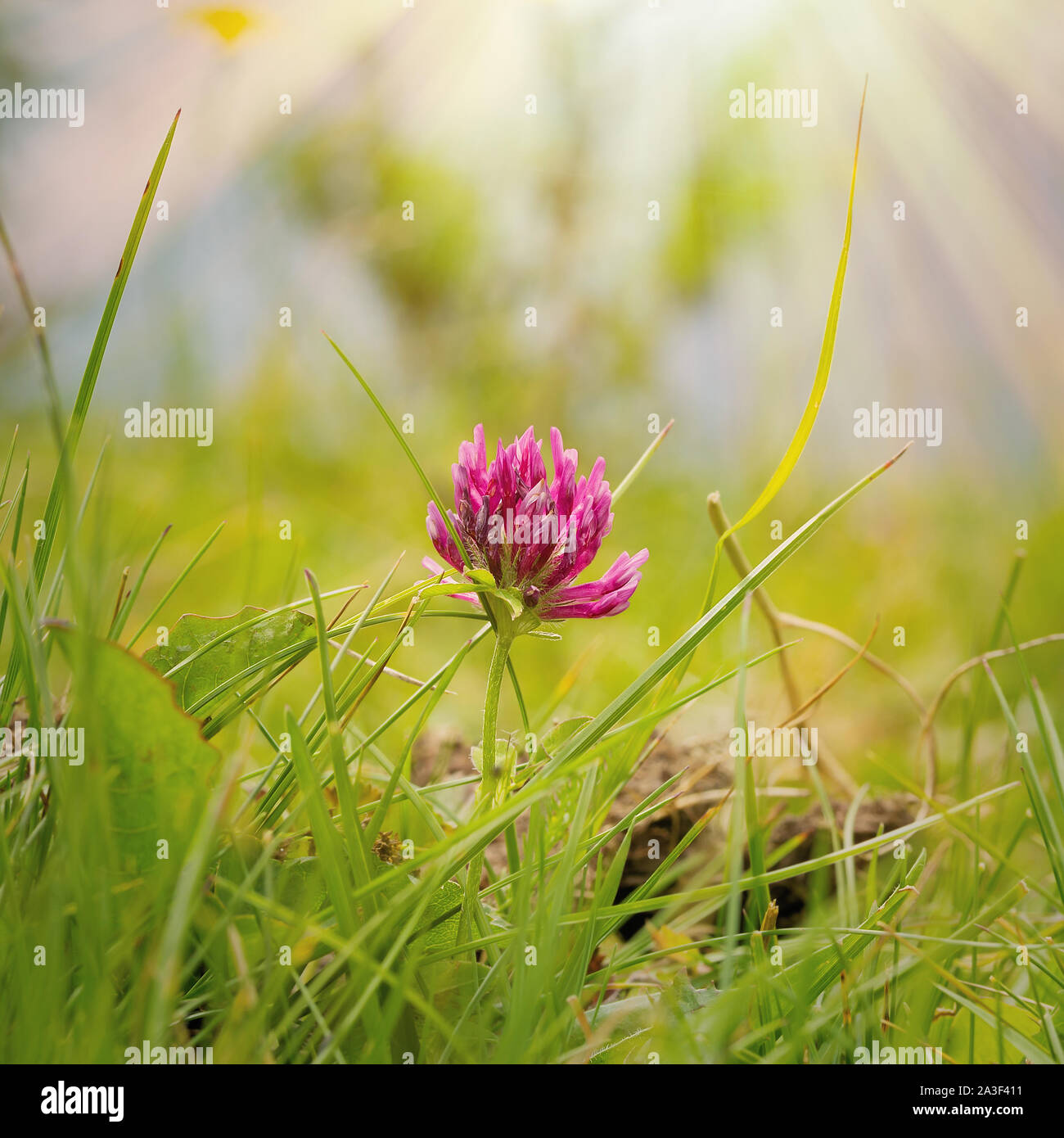 Enviroment protection hi-res stock photography and images - Alamy