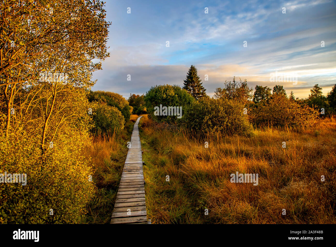 Hohes Venn-Eifel Nature Park, Wallonia, Belgium, Brackvenn Nature ...