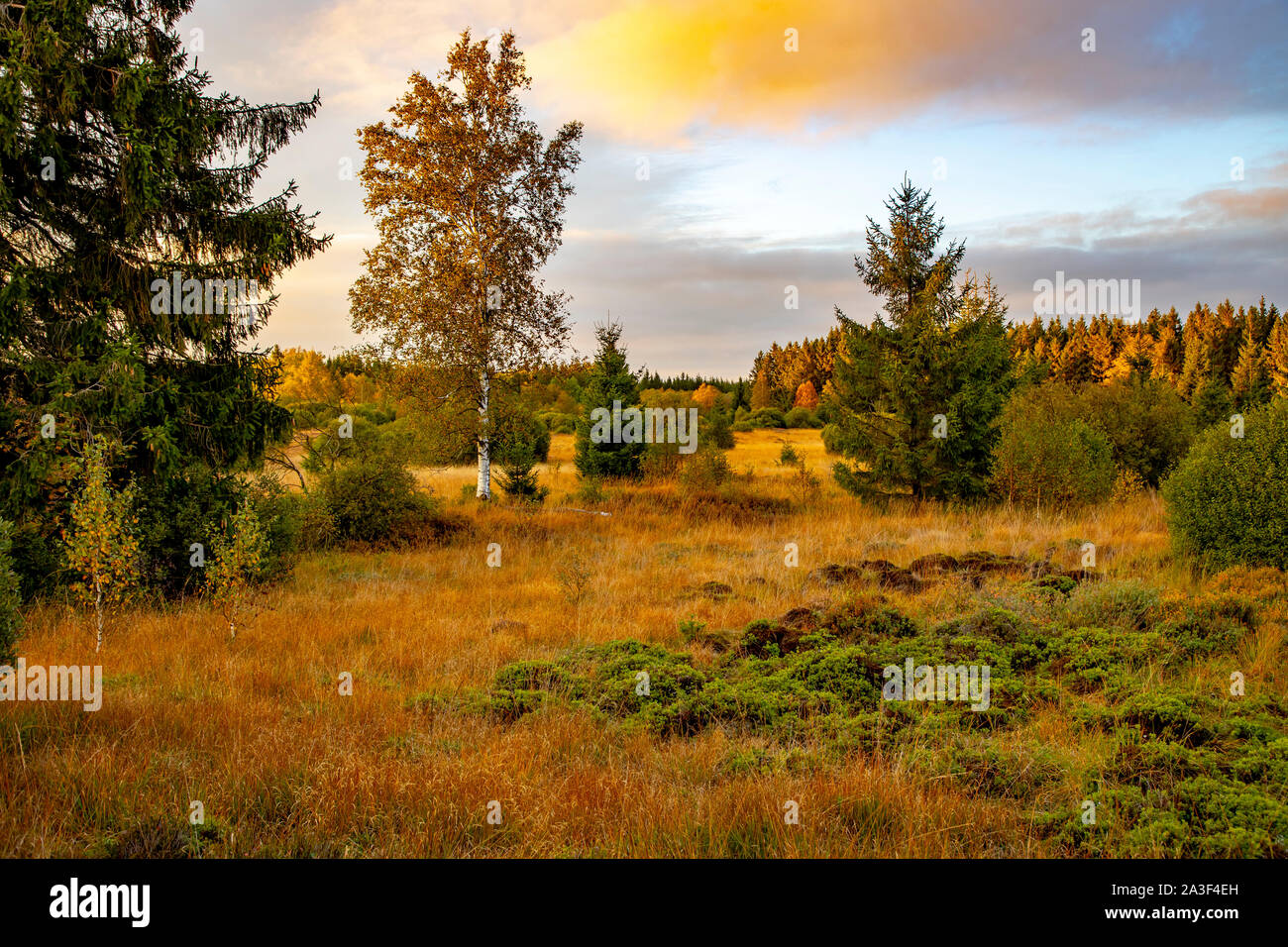 Hohes Venn-Eifel Nature Park, Wallonia, Belgium, Brackvenn Nature ...